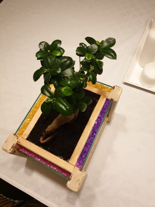 IKEA BONSAI BONZAI DRVO FICUS GINSEG