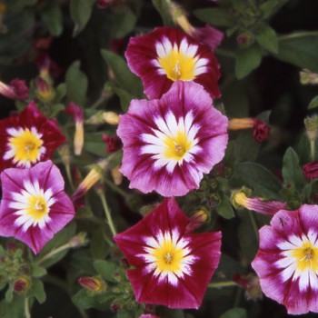 Ipomea / Ensign mix / Sjeme