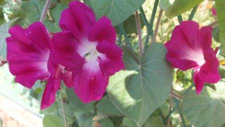 Ipomea( ukrasni slak)-sjeme