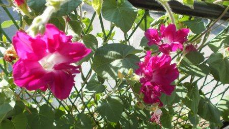 Ipomea( ukrasni slak)-sjeme