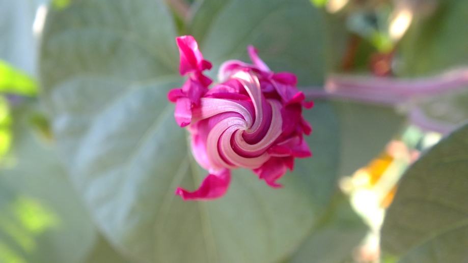 Ipomea( ukrasni slak)-sjeme