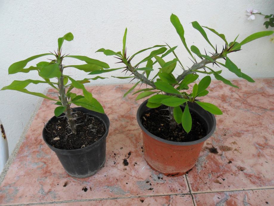 Isusov trn /sadnice/