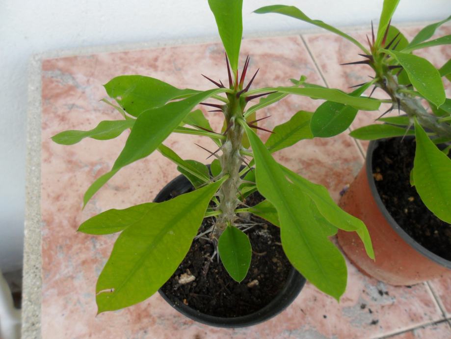 Isusov trn /sadnice/