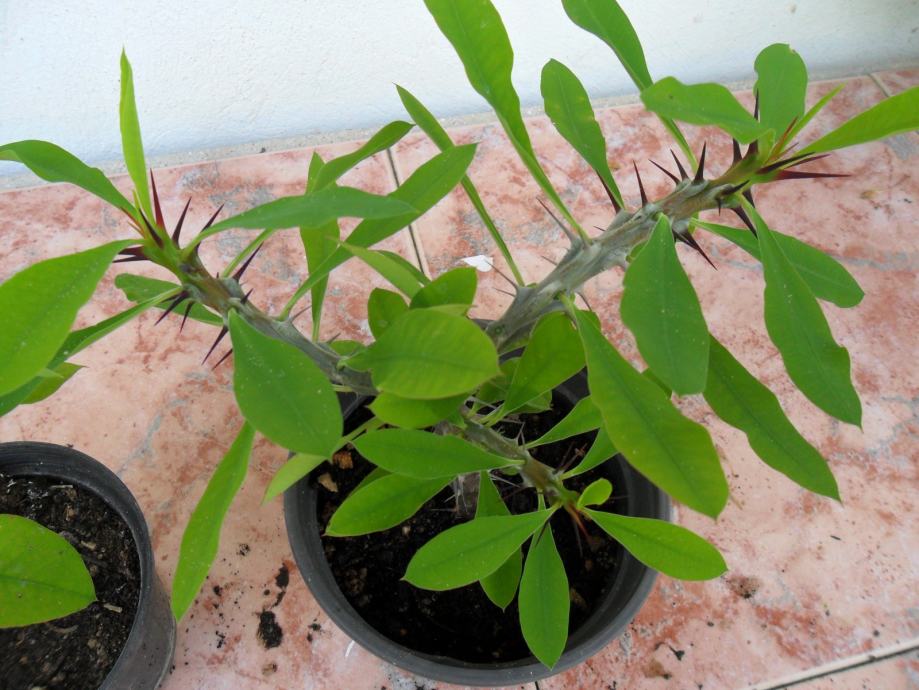 Isusov trn /sadnice/