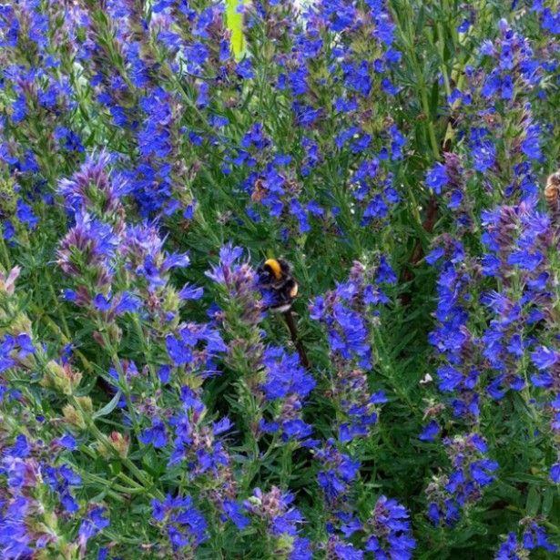 Izop / Miloduh / Hyssopus Officinalis / SADNICE