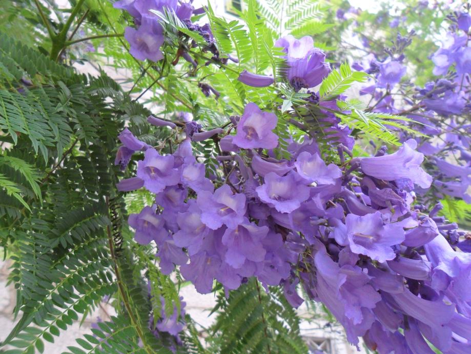 Jacaranda mimosifolia /sadnica/
