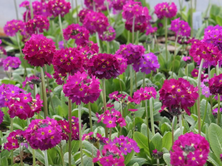 Jaglac / Rubin / Sjeme