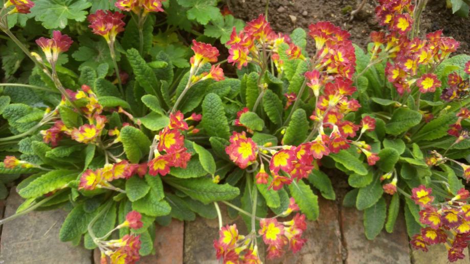 Jaglaci, stara sorta, sadnice