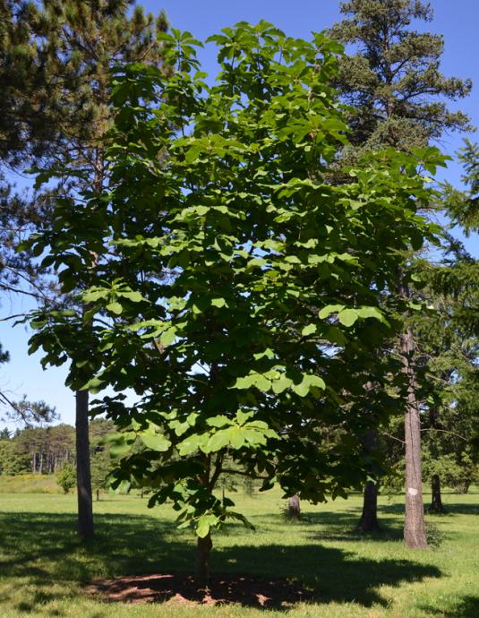 Japanska velelisna magnolija (magnolia obovata) - sadnica