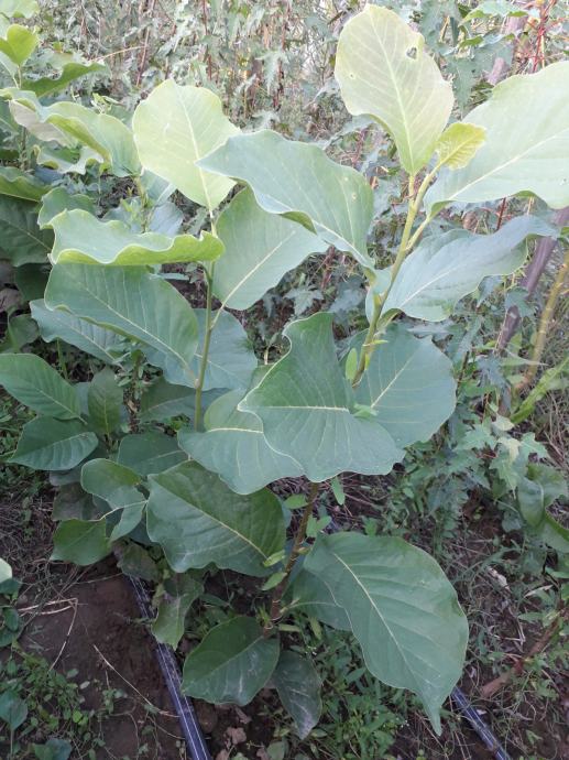 Japanska velelisna magnolija (magnolia obovata) - sadnica (BIJELA)