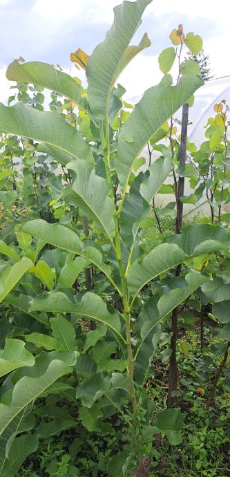 Japanska velelisna magnolija (magnolia obovata) - sadnica
