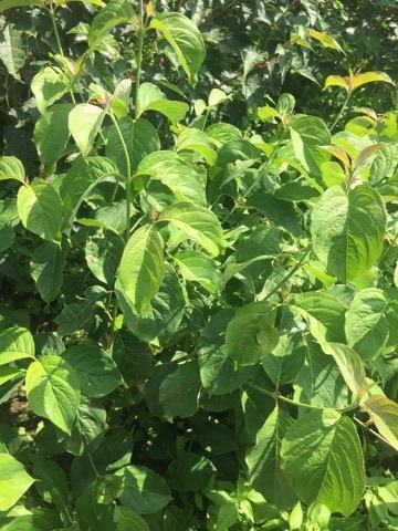 Japanski cvijetni drijen (cornus kousa) - sadnica*ukrasni grmovi i drv