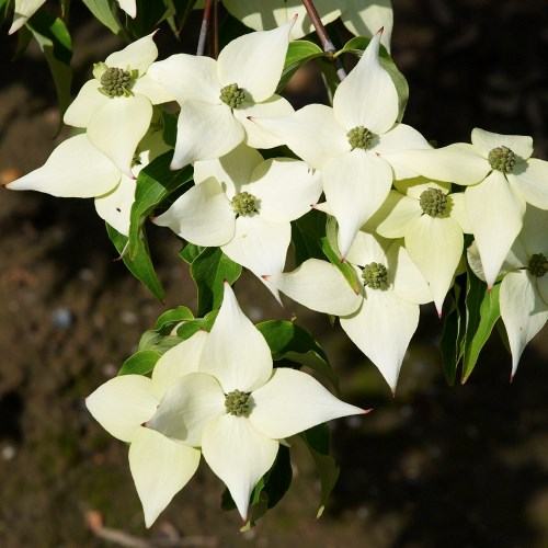 Japanski cvijetni drijen (cornus kousa chinensis) - sadnica