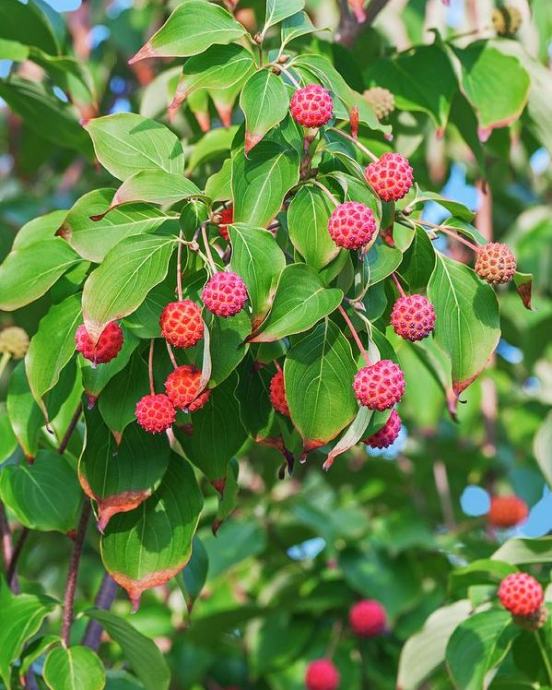 Japanski cvijetni drijen (cornus kousa chinensis) - sadnica