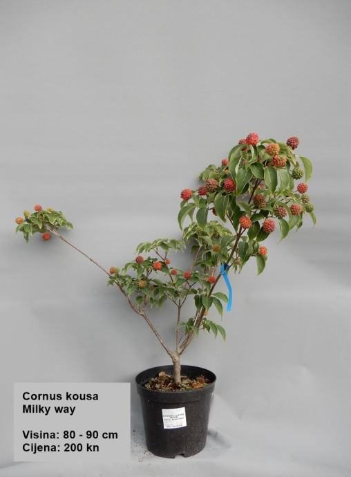 JAPANSKI CVJETNI DRIJEN - Cornus kousa - sadnice