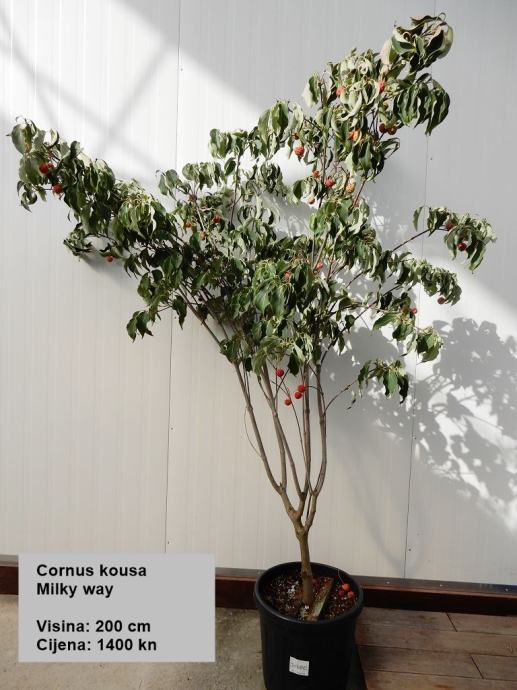 JAPANSKI CVJETNI DRIJEN - Cornus kousa - sadnice