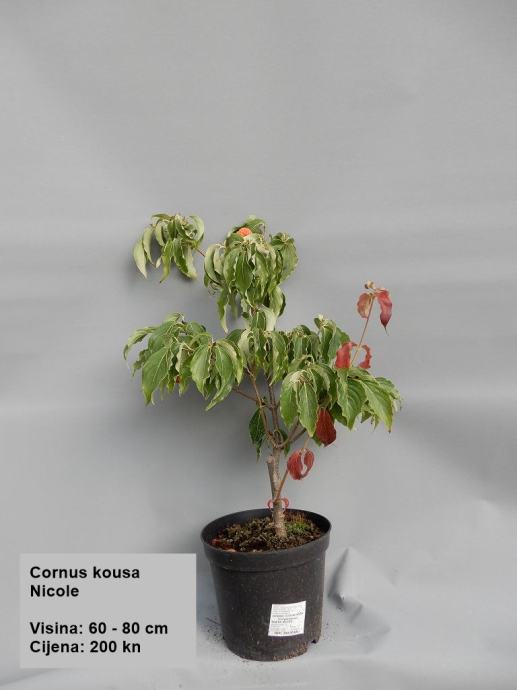 JAPANSKI CVJETNI DRIJEN - Cornus kousa - sadnice