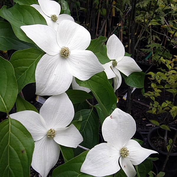 Japanski drijen / Cornus alba / SADNICE