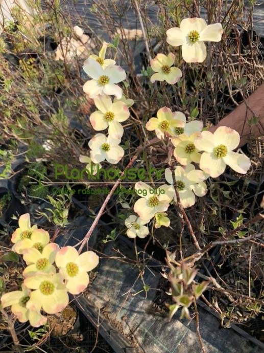 Japanski drijen / Cornus florida Cherokee Princess / SADNICE