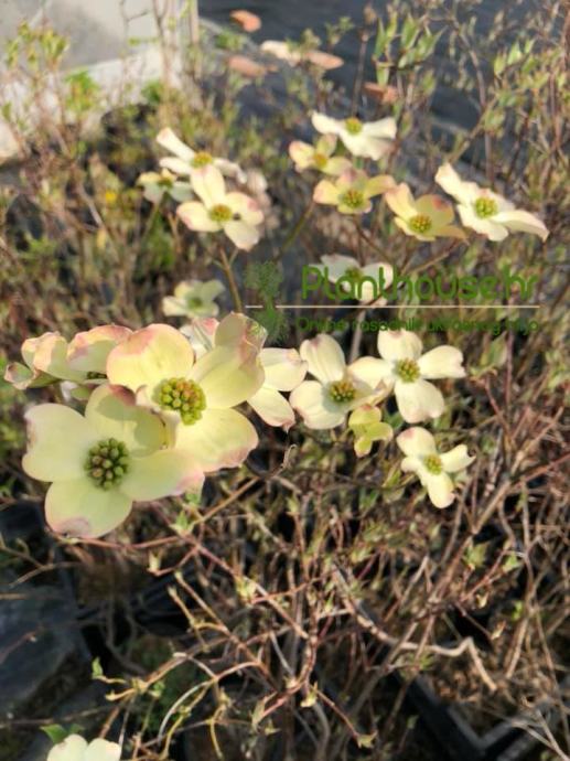 Japanski drijen / Cornus florida Cherokee Princess / SADNICE