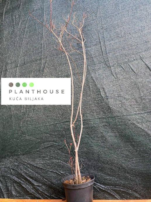 Japanski drijen / Cornus florida Cherokee Princess / SADNICE