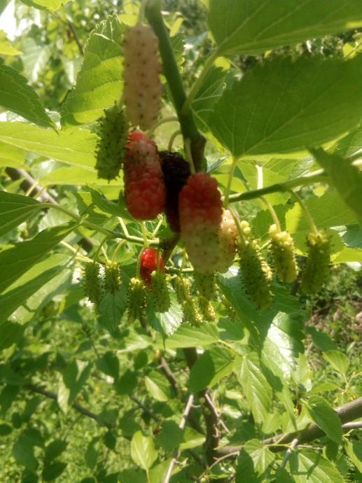 Dud JAPANSKI-Morus Kagayamae-Cijepljen