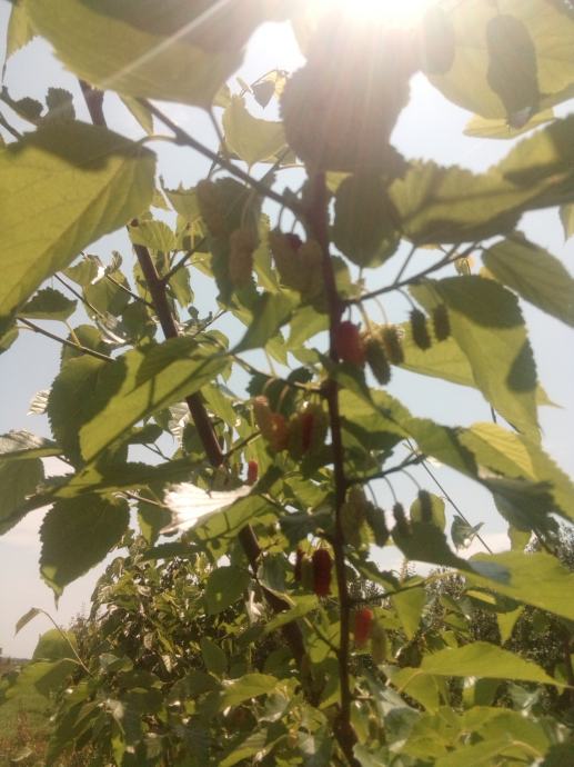 Dud JAPANSKI-Morus Kagayamae-Cijepljen