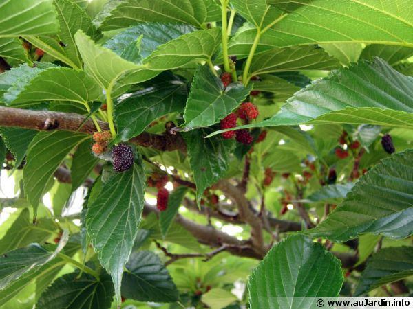 Dud JAPANSKI-Morus Kagayamae-Cijepljen