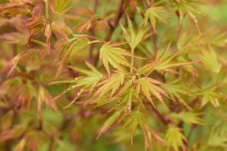 Japanski javor (acer palmatum) - sadnica *ukrasni grmovi i drveće*