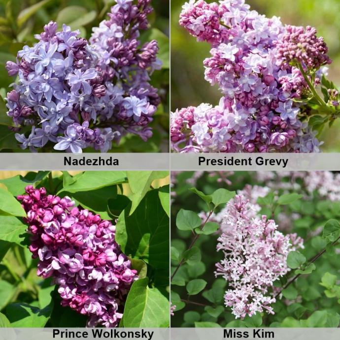 JORGOVAN (Syringa vulgaris) - LJETNI - (Buddleja davidii) - SADNICE