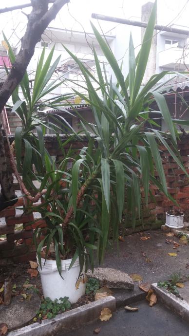 YUCCA PALMA