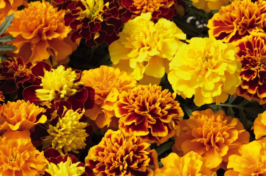 Kadifa / Tagetes / Sjeme
