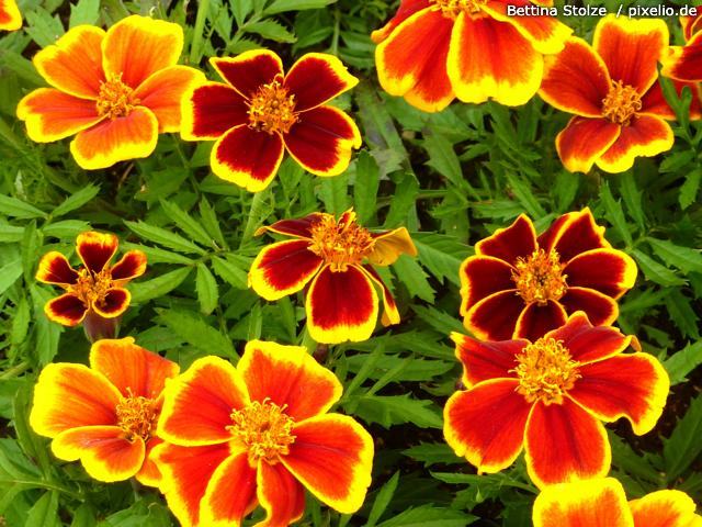 Kadifa / Tagetes / Sjeme