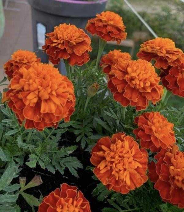 Kadifica niska narančasta - sjeme 100 kom 20 kn