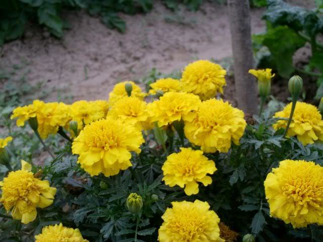 KADIFICA NISKA ŽUTA, 50 komada sjemenki