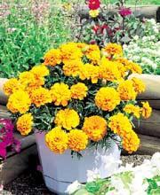 KADIFICA NISKA ŽUTA, 50 komada sjemenki