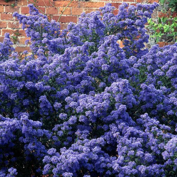 KALIFORNIJSKI JORGOVAN / Ceanothus thyrsiflorus repens / SADNICE