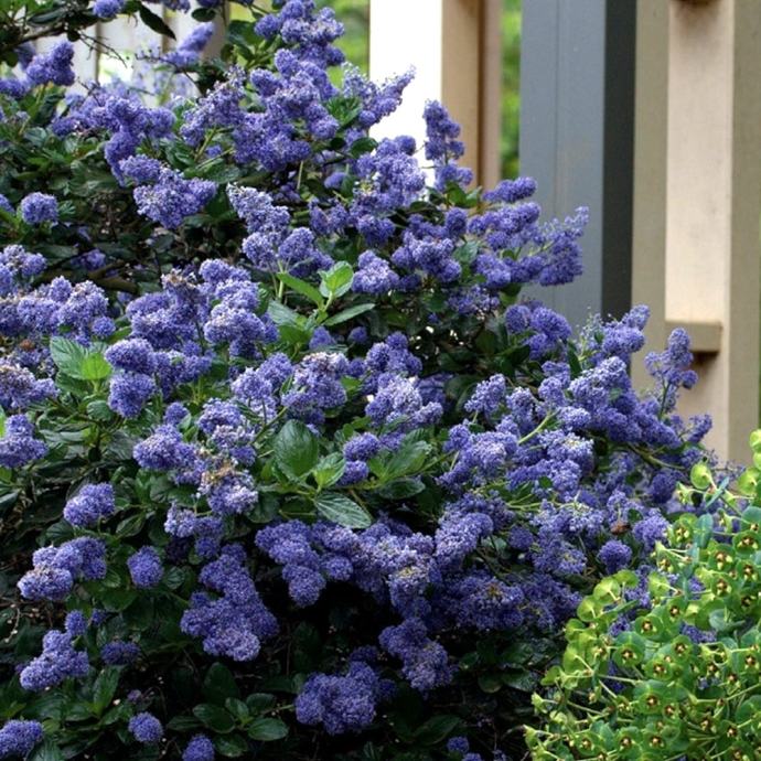 KALIFORNIJSKI JORGOVAN / Ceanothus thyrsiflorus repens / SADNICE