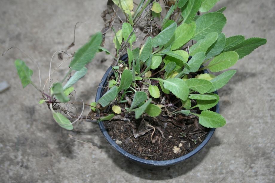 Kaloper (tanacetum balsamita), sadnice