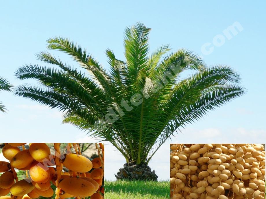 KANARSKA DATULJA - PALMA - sjeme