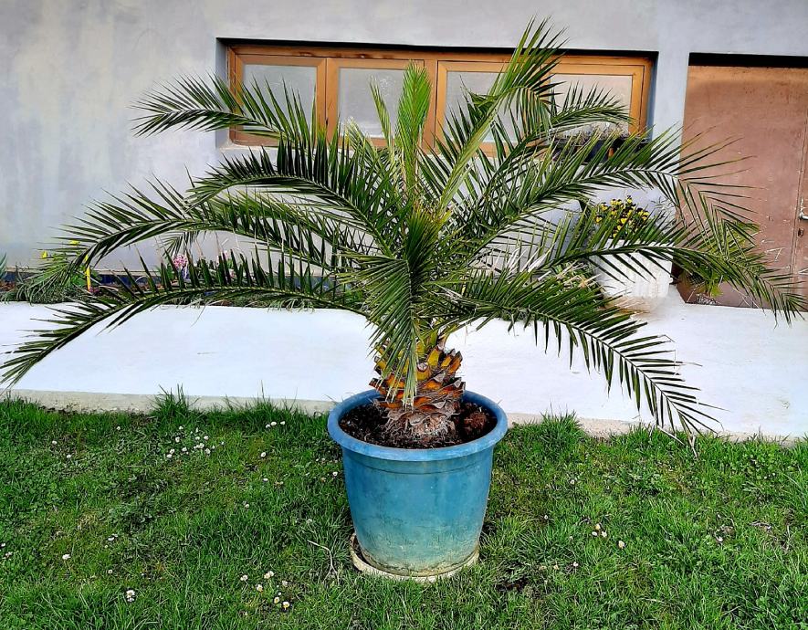 Kanarska datulja palma