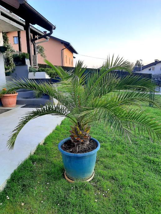 Kanarska datulja palma