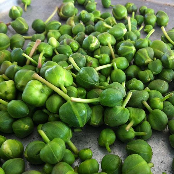 KAPAR - KAPARA - KAPARI - KAPARE - sadnice