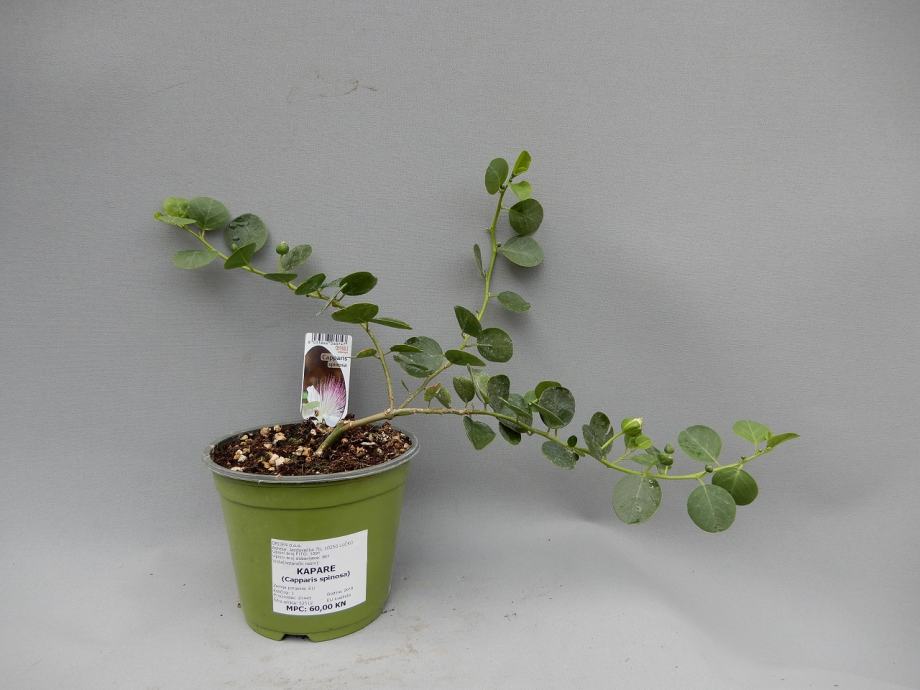 KAPAR - KAPARA - KAPARI - KAPARE - sadnice