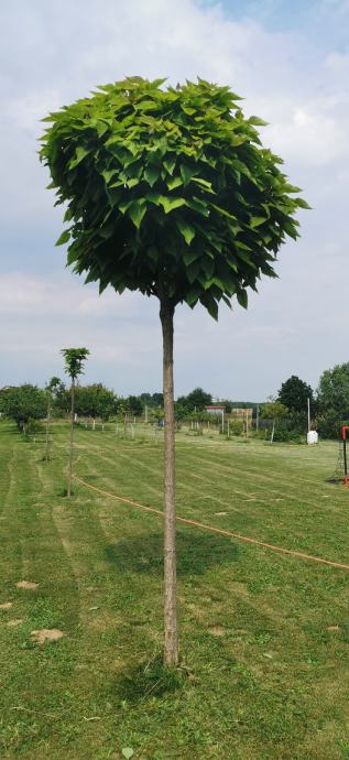 katalpa ukrasno drvo