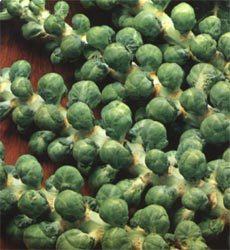 Kelj pupčar, prokulica Eversham special 200 sjemenki..