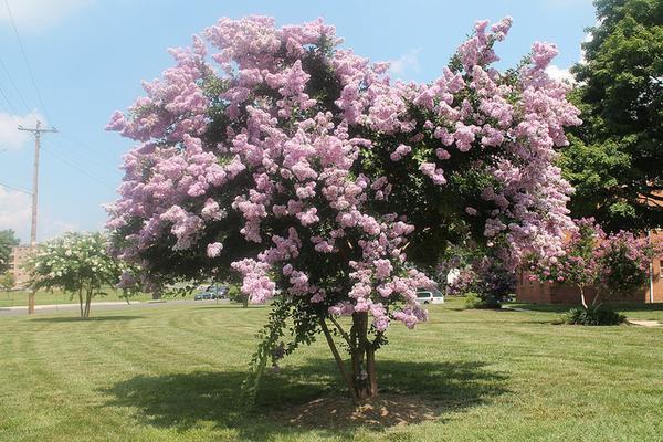 Kineski jorgovan (lagerstroemia indica) - sadnica UKRASNI GRMOVI