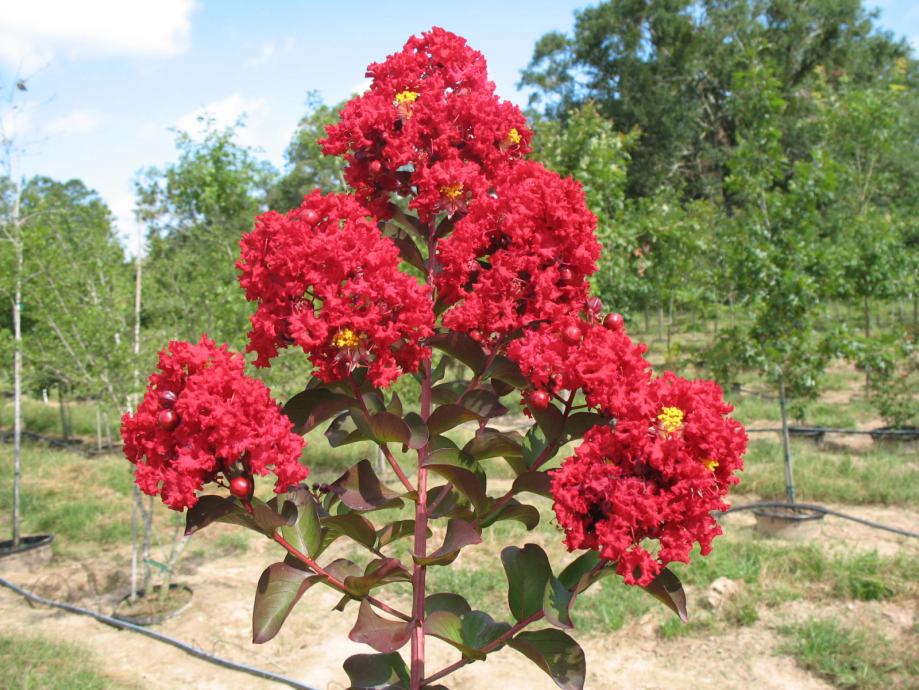 Kineski jorgovan / Lagerstroemia red / Sjeme