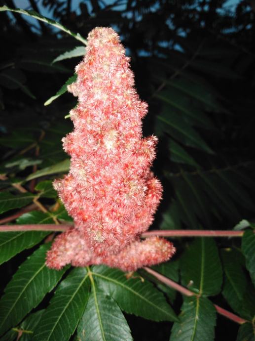 Kiseli ruj, lat Rhus typhina, sadnica