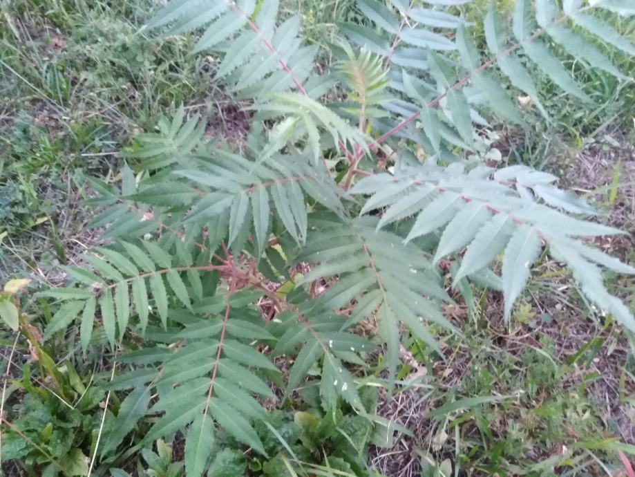 Kiseli ruj, lat Rhus typhina, sadnica